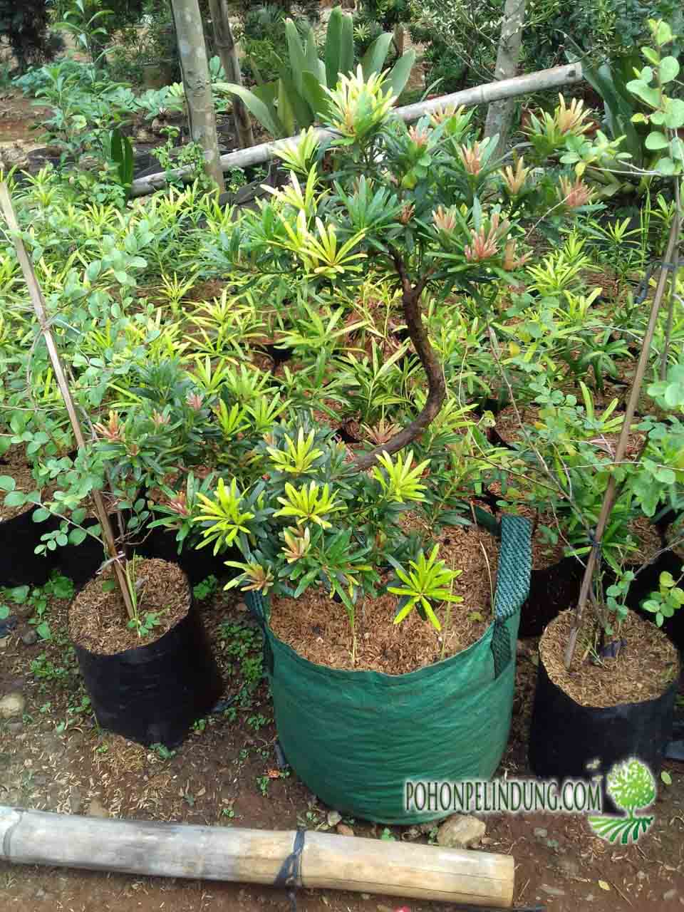 Jual Pohon lohansung - Harga Tanaman lohansung Terbaru 2019