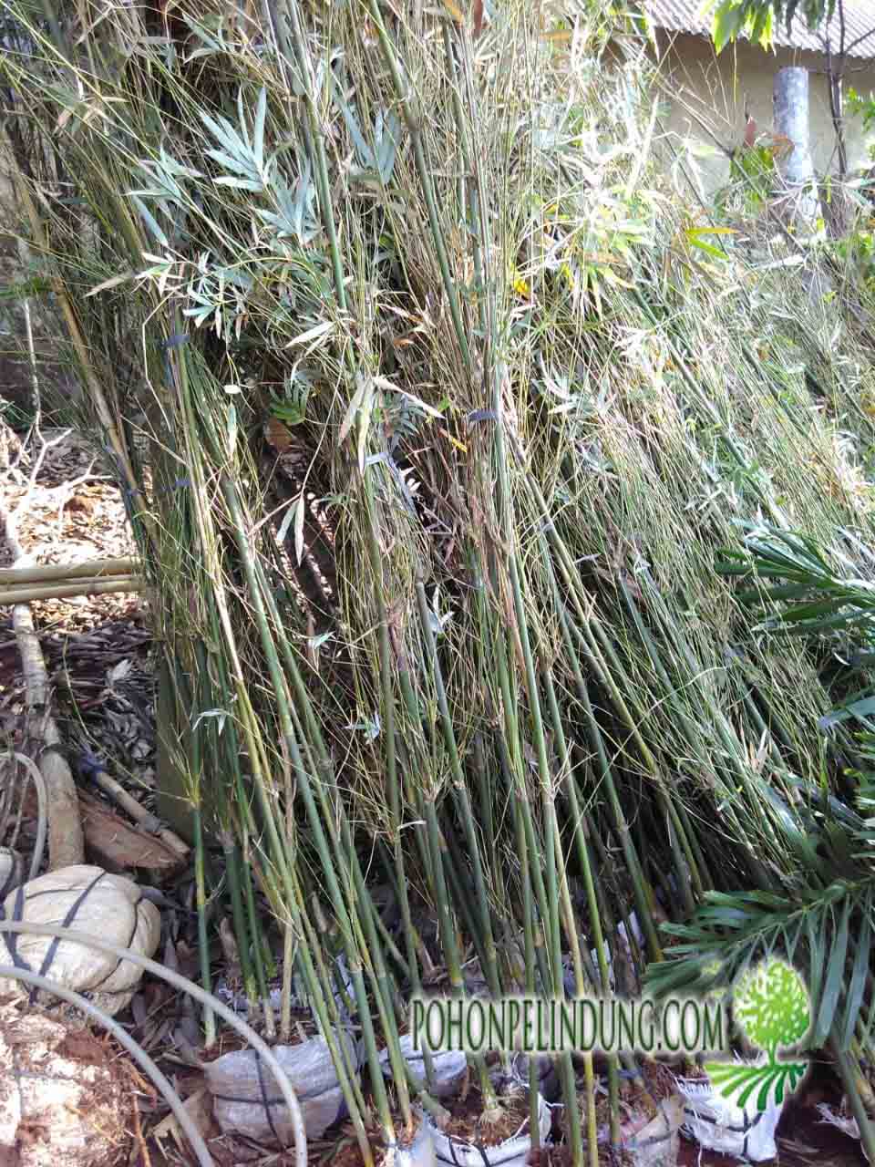 Jual Pohon Bambu Jepang Tanaman Bambu Hias Jepang